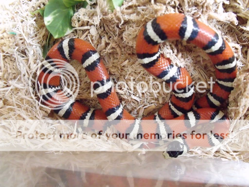 NE England - Applegate Arizona Kings | Reptile Forums