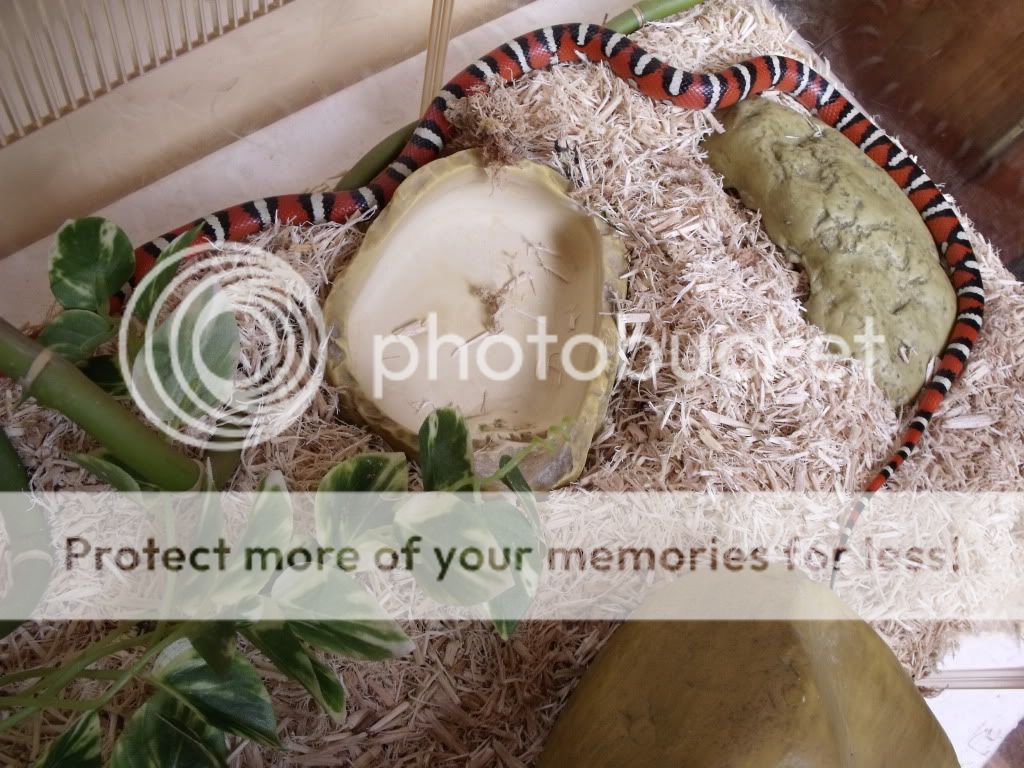 NE England - Applegate Arizona Kings | Reptile Forums