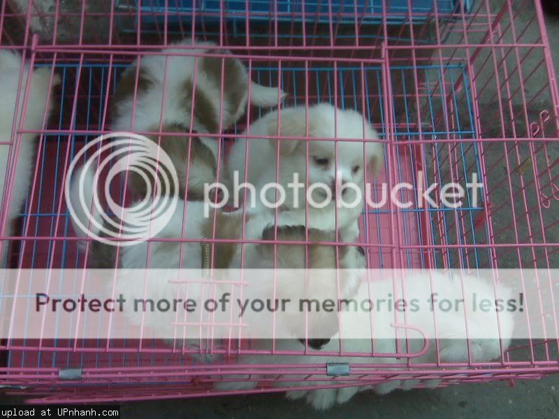 What is he? | Puppy Forum and Dog Forums