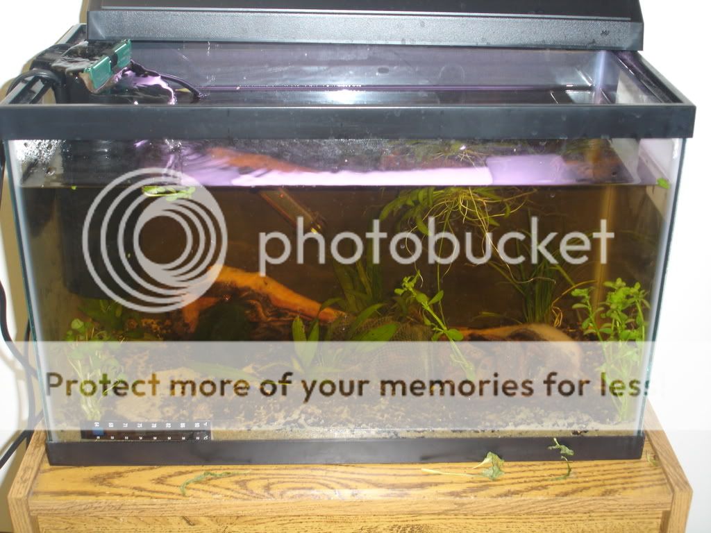 SuperEdwin 10 gallon Planted journal.... Update 5/8 | The Planted Tank ...